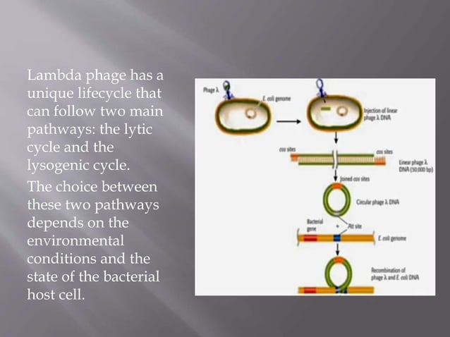 Lambda Phage Reproduction Ppt