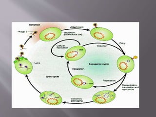 LAMBDA PHAGE - REPRODUCTION | PPTX