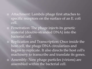 LAMBDA PHAGE - REPRODUCTION | PPTX