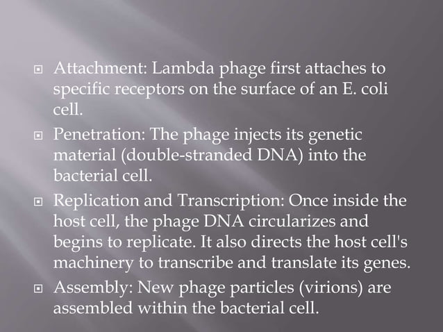 Lambda Phage Reproduction Ppt