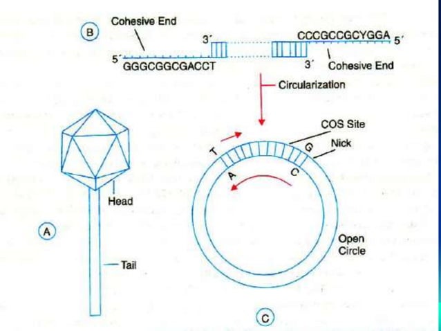 lambda str & life cycle.ppt