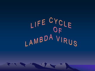 lambda str & life cycle.ppt