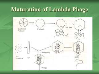 lambda str & life cycle.ppt