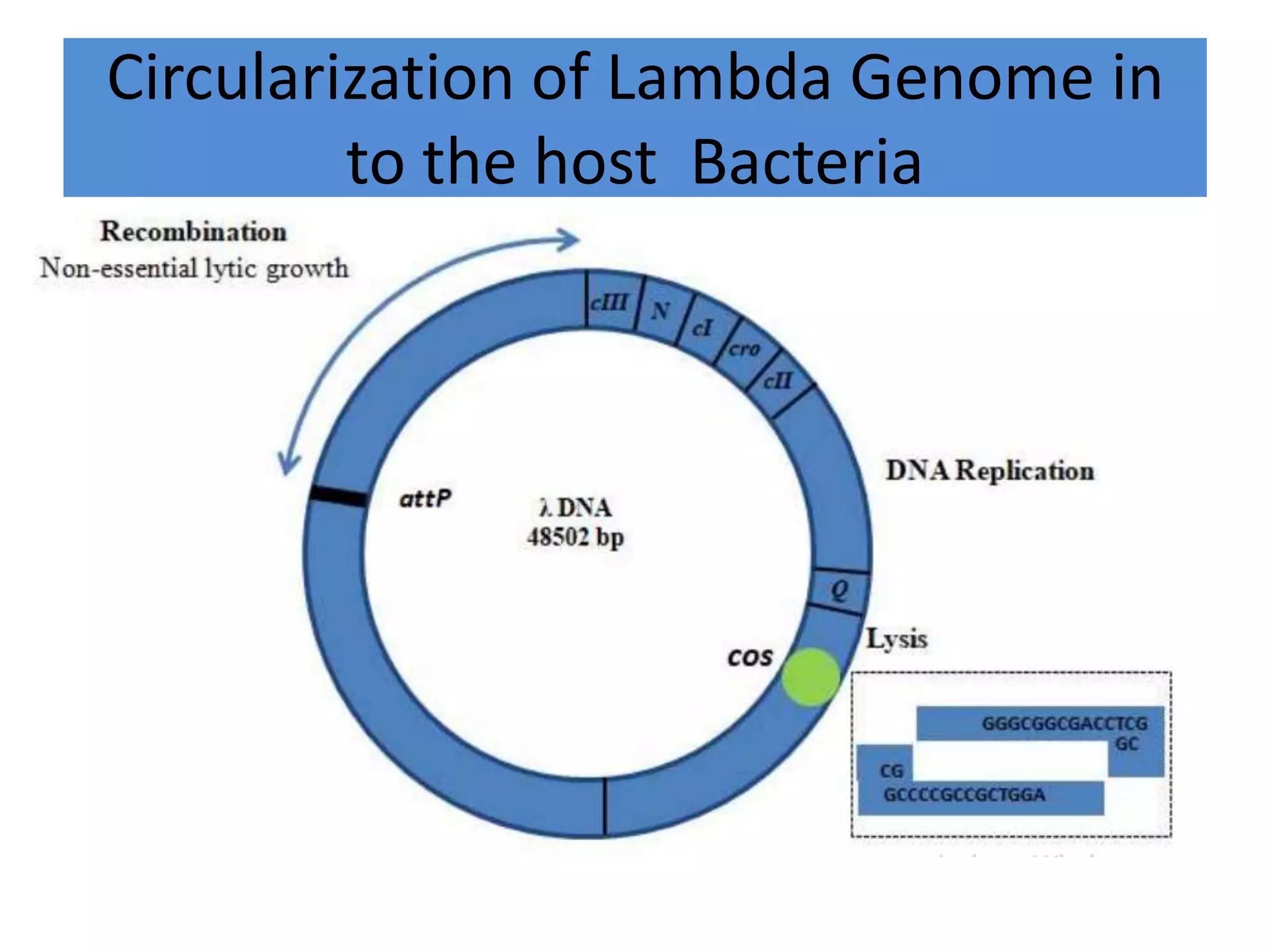 Lambda vector | PPT