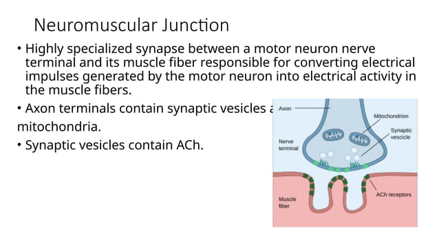 Lambert-Eaton Myasthenic Syndrome (LEMS).pptx
