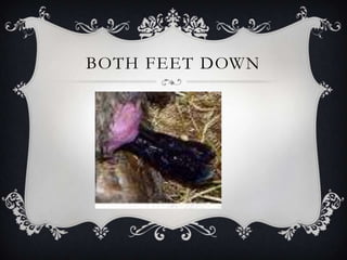 Lambing & Kidding | PPTX