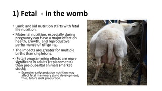 Lamb & Kid Nutrition | PPTX