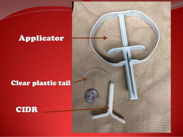 Lambs and Kids Whenever Your Want