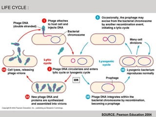 Lamda phage | PPT