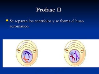 La meiosis | PPT