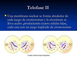 La meiosis | PPT