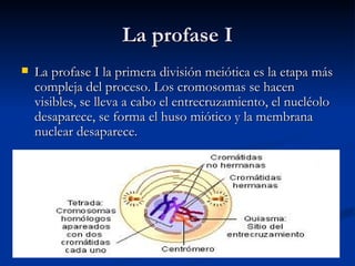 La meiosis | PPT