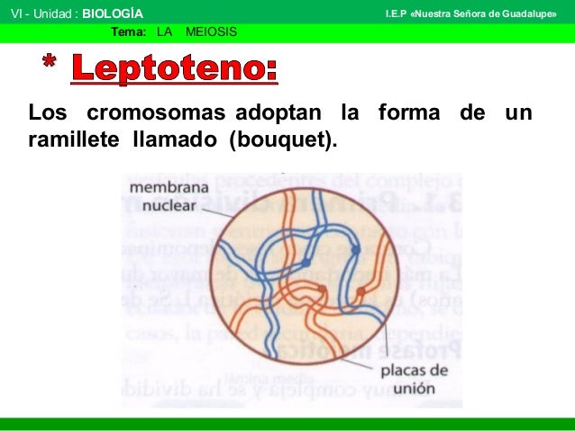 DIVISIÓN - MEIOSIS (Fases de la Meiosis)dropped image link, dropped image…