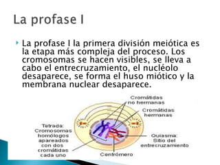 La meiosis 1 | PPT