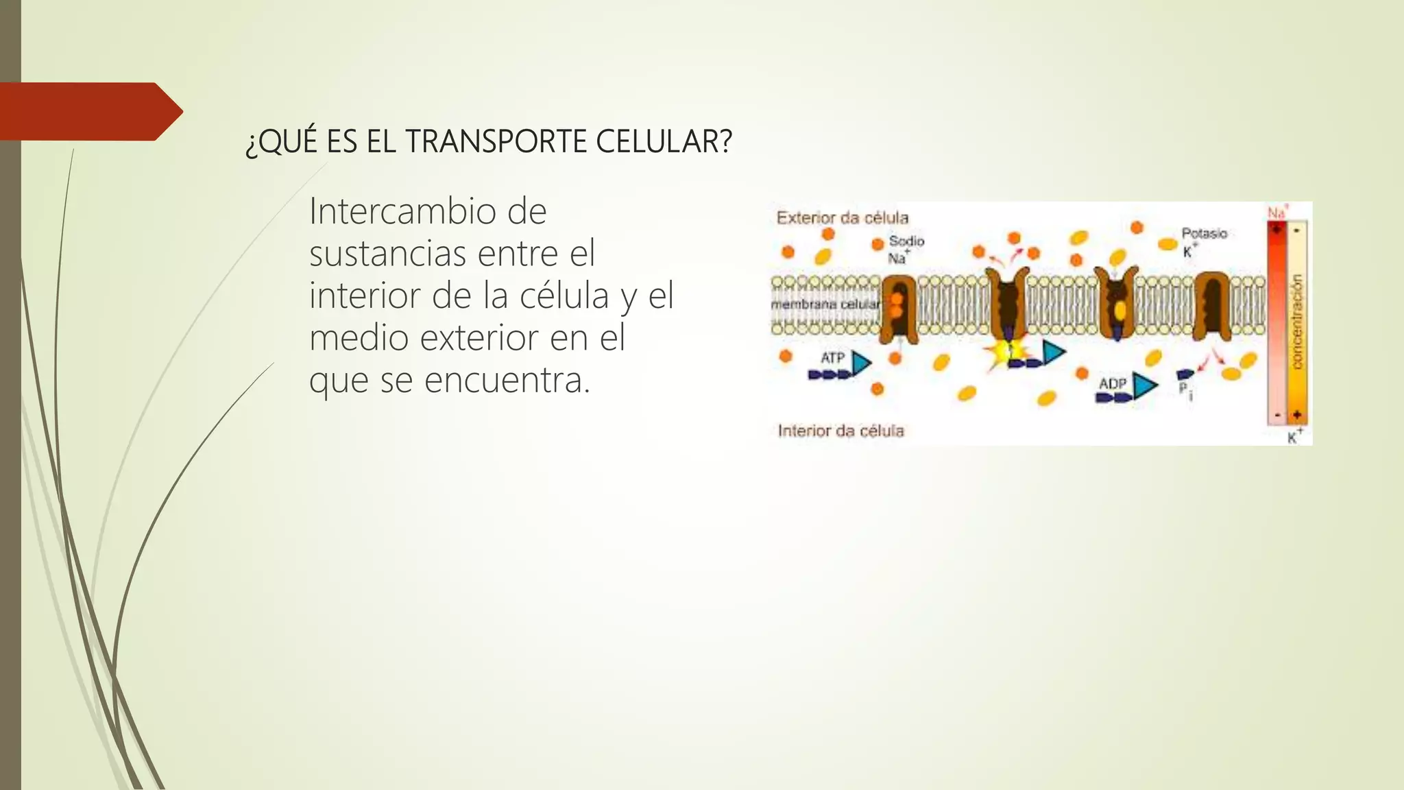 La membrana celular y mecanismos de transporte | PPTX
