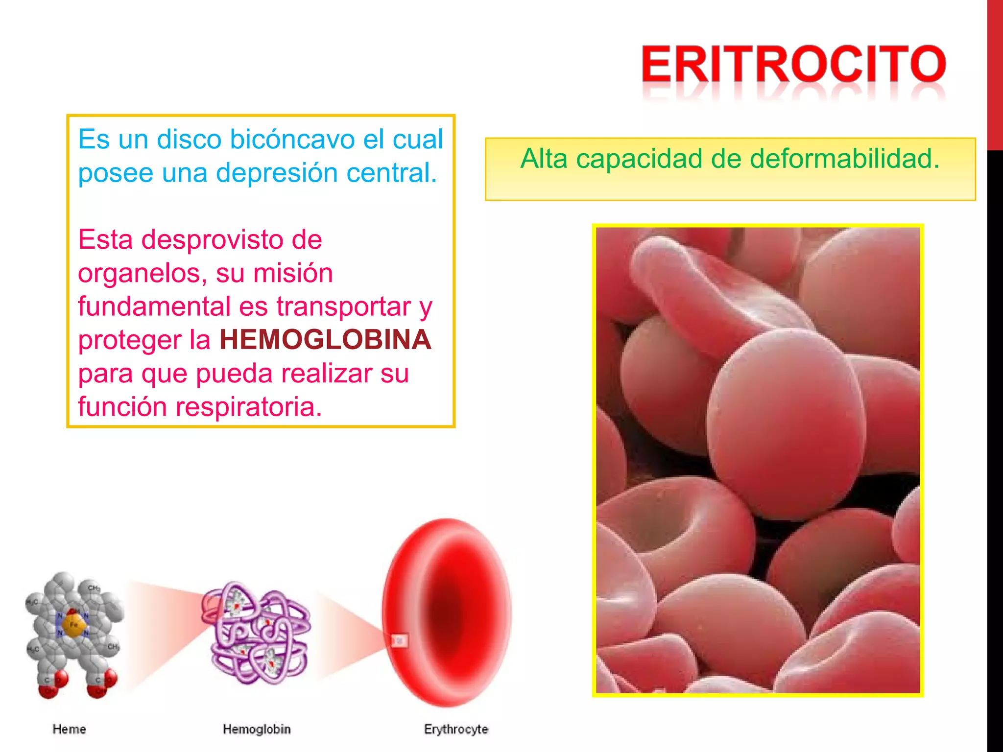 La membrana de los eritrocitos | PPT