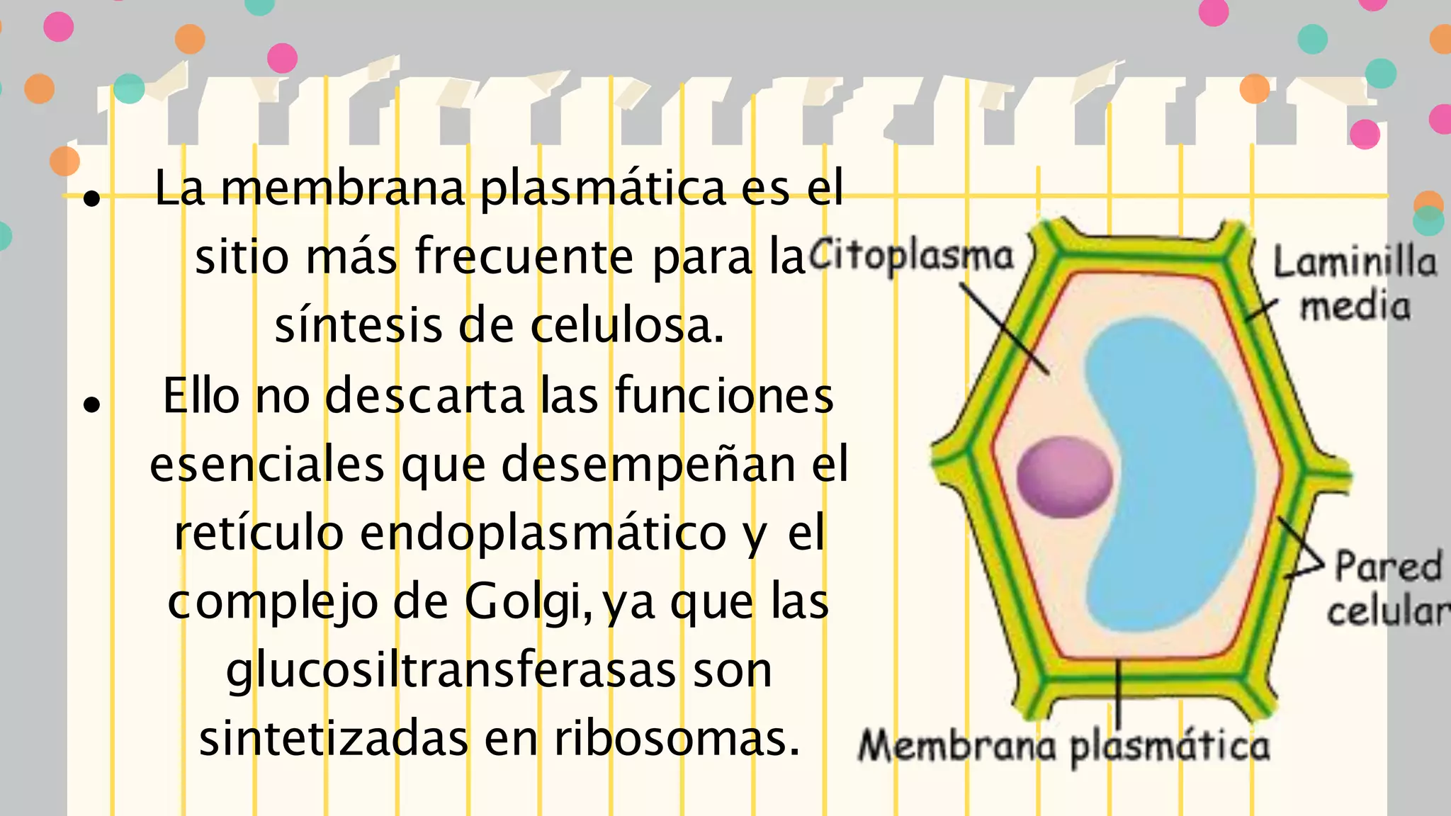 La membrana plasmática y pared celular.pdf