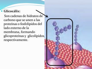 La membrana plasmática | PPTX