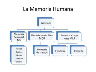 La memoria humana y la interpretación | PPTX | Brain and Nervous System ...