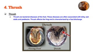 Lameness in equines | PDF