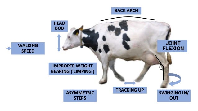 Recognizing Lame Cows Early
