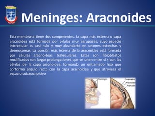 La meninges, el sistema ventricular y la irrigación encéfalica | PPTX