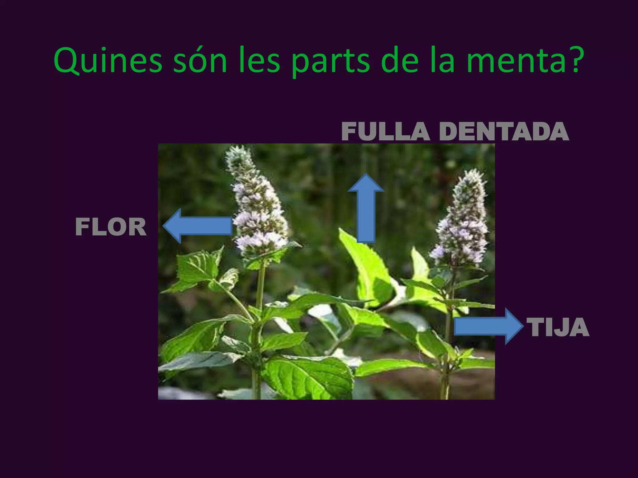 La menta projecte definitiu | PPTX