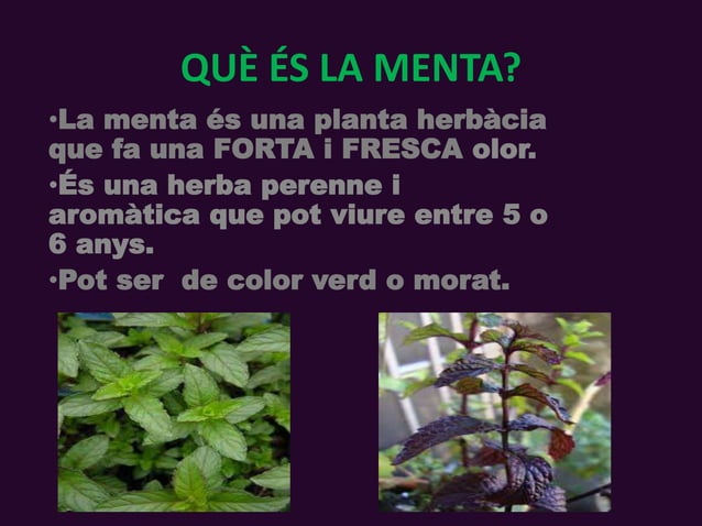 La menta projecte definitiu | PPT