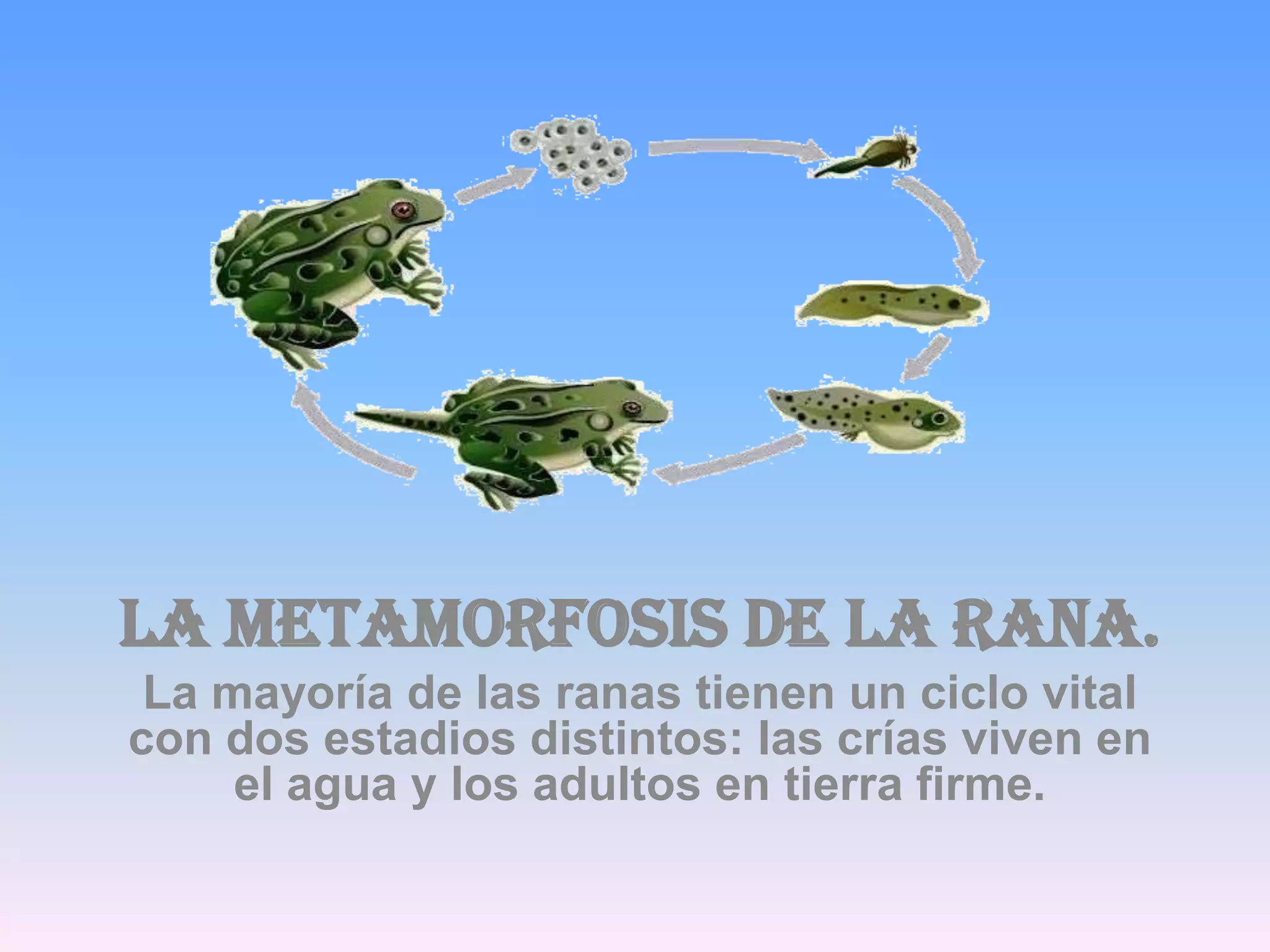 La metamorfosis de la rana. | PPSX