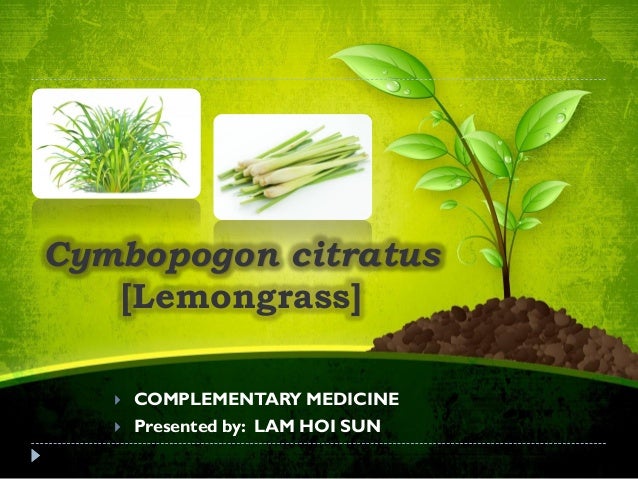 Cymbopogon Citratus Lemongrass