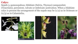 lamiaceae-210216102828.pdf