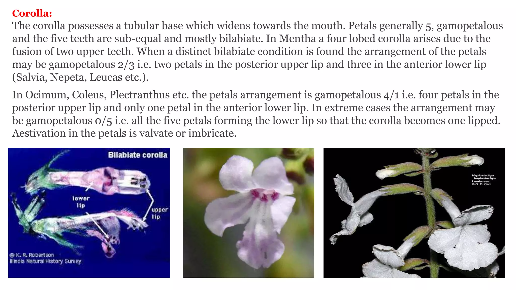Lamiaceae | PPTX