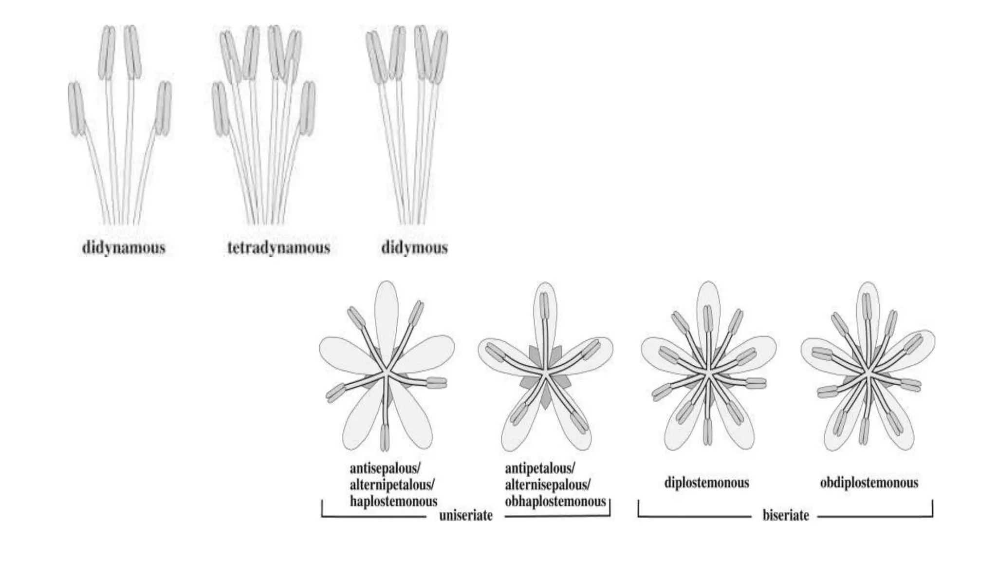 Lamiaceae | PPTX