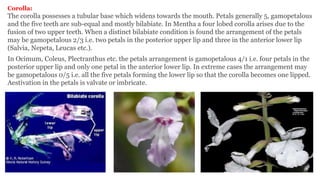 Lamiaceae | PPTX