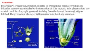 Lamiaceae | PPTX