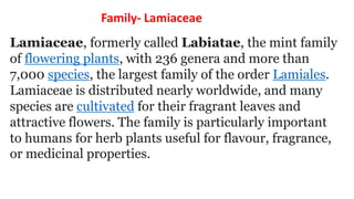 Lamiaceae | PPTX