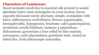 Lamiaceae | PPTX