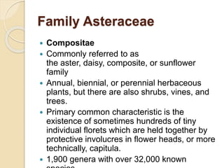 Lamiaceae, asteraceae, moraceae and apocynaceae | PPTX
