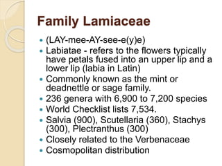 Lamiaceae, asteraceae, moraceae and apocynaceae | PPTX