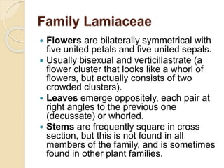 Lamiaceae, asteraceae, moraceae and apocynaceae | PPTX