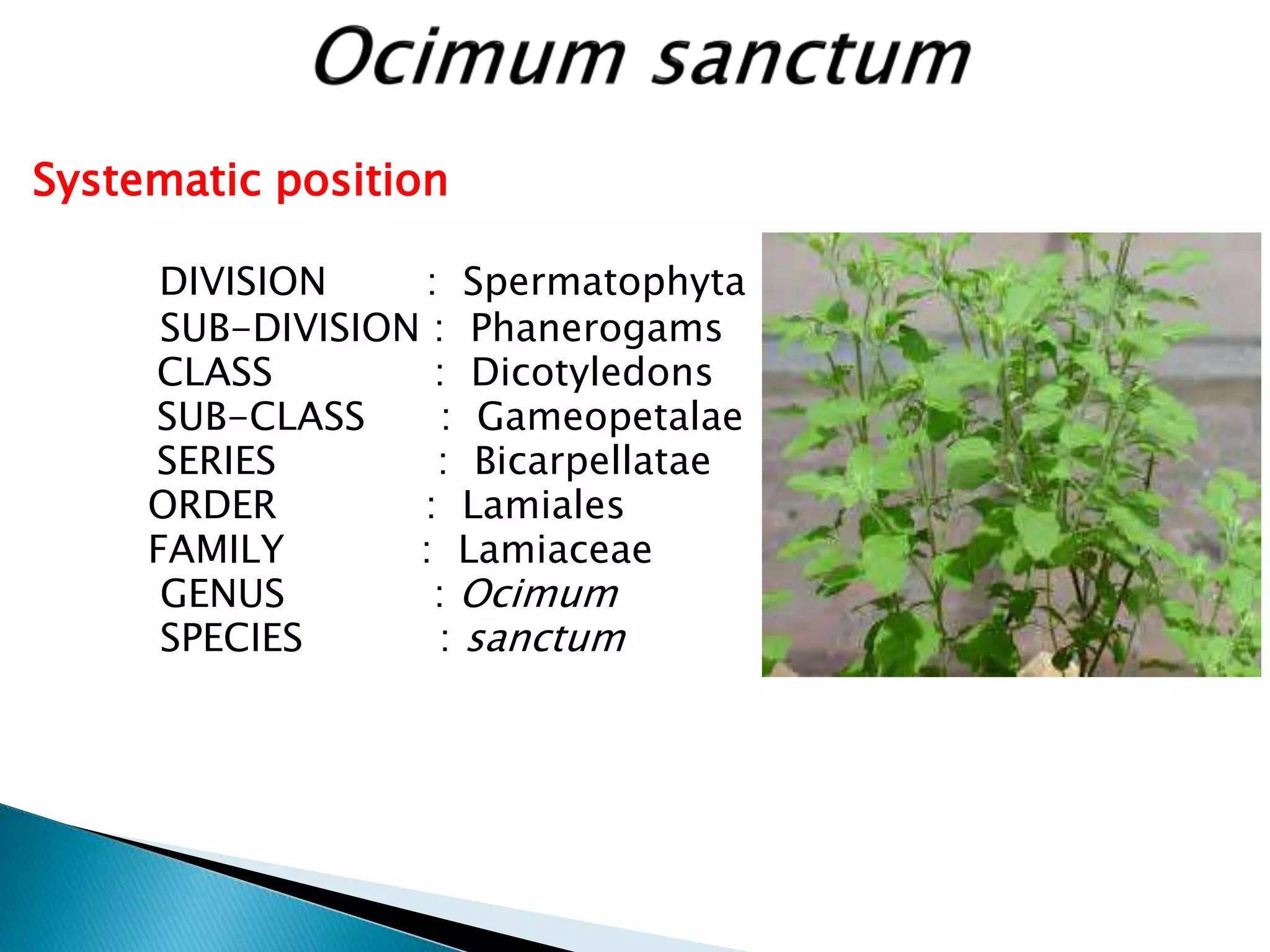 Lamiaceae & nyctaginaceae | PPTX