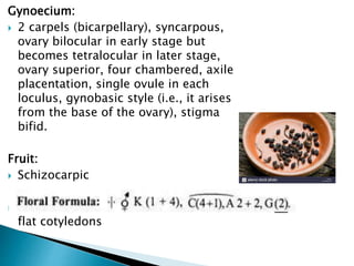 Lamiaceae & nyctaginaceae | PPTX