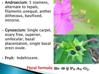 Lamiaceae & nyctaginaceae | PPTX