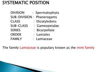 Lamiaceae & nyctaginaceae | PPTX