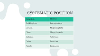LAMIACEAE THE MINT FAMILY PRESENTATION | PPTX