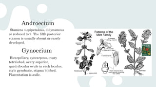 LAMIACEAE THE MINT FAMILY PRESENTATION | PPTX