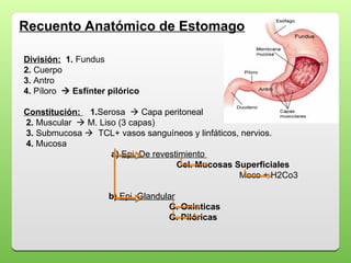 lamina 2 digestivo ESTOMAGO fisiopatología | PPT