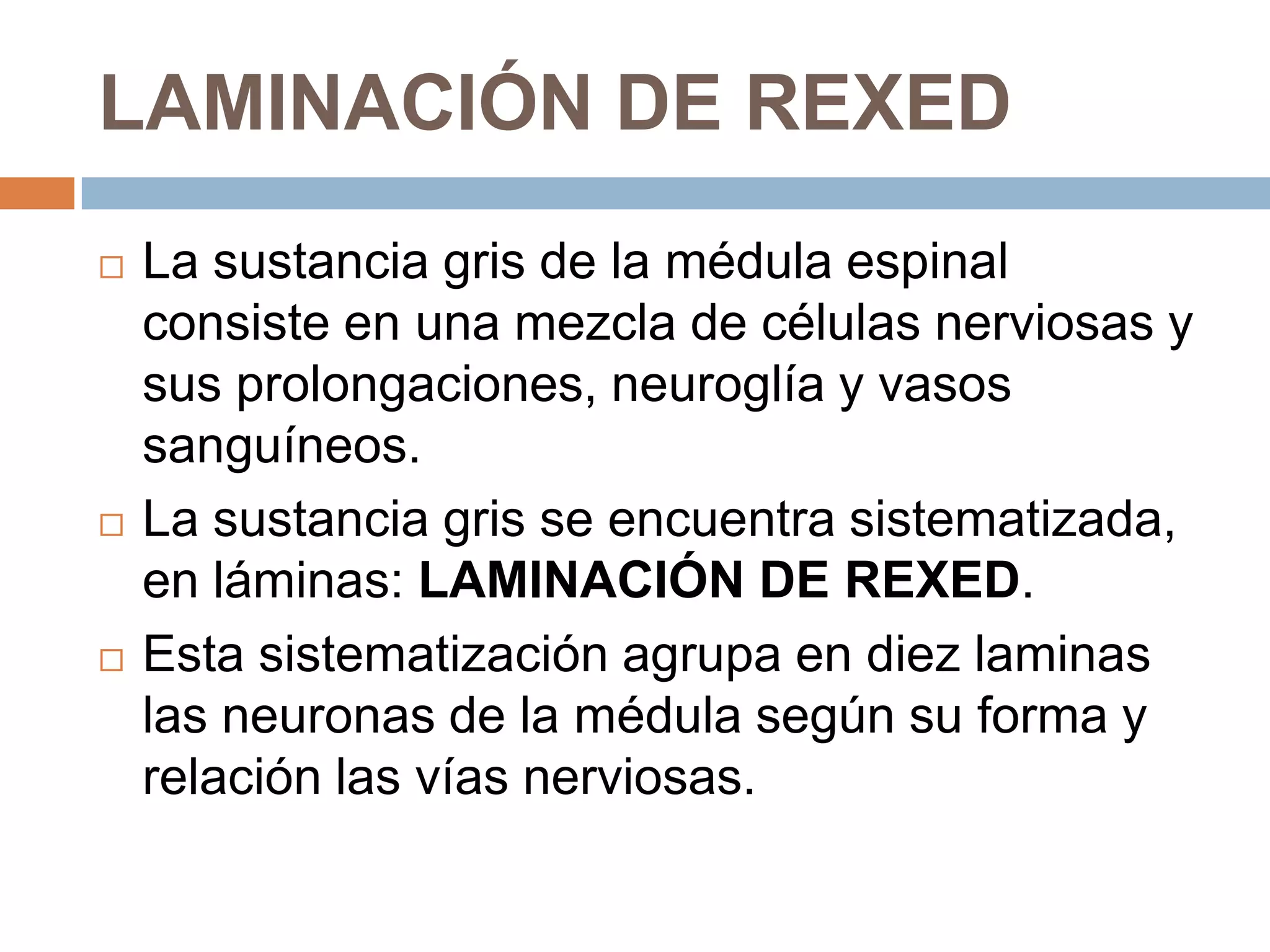 Laminación De Rexed | PPTX
