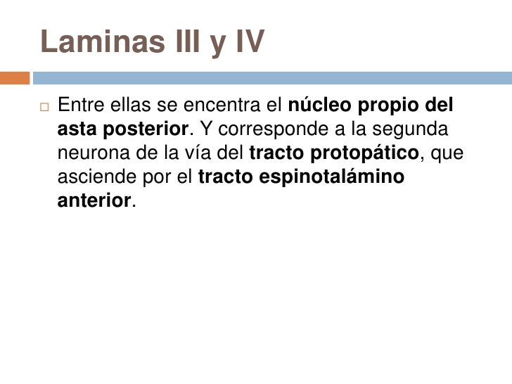 Laminación De Rexed