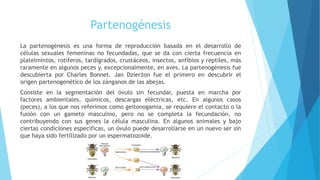 desarrollo embrionario | PPTX